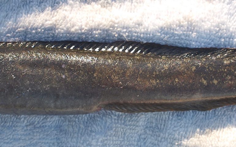 Monkeyface Eel - Pier Fishing in California