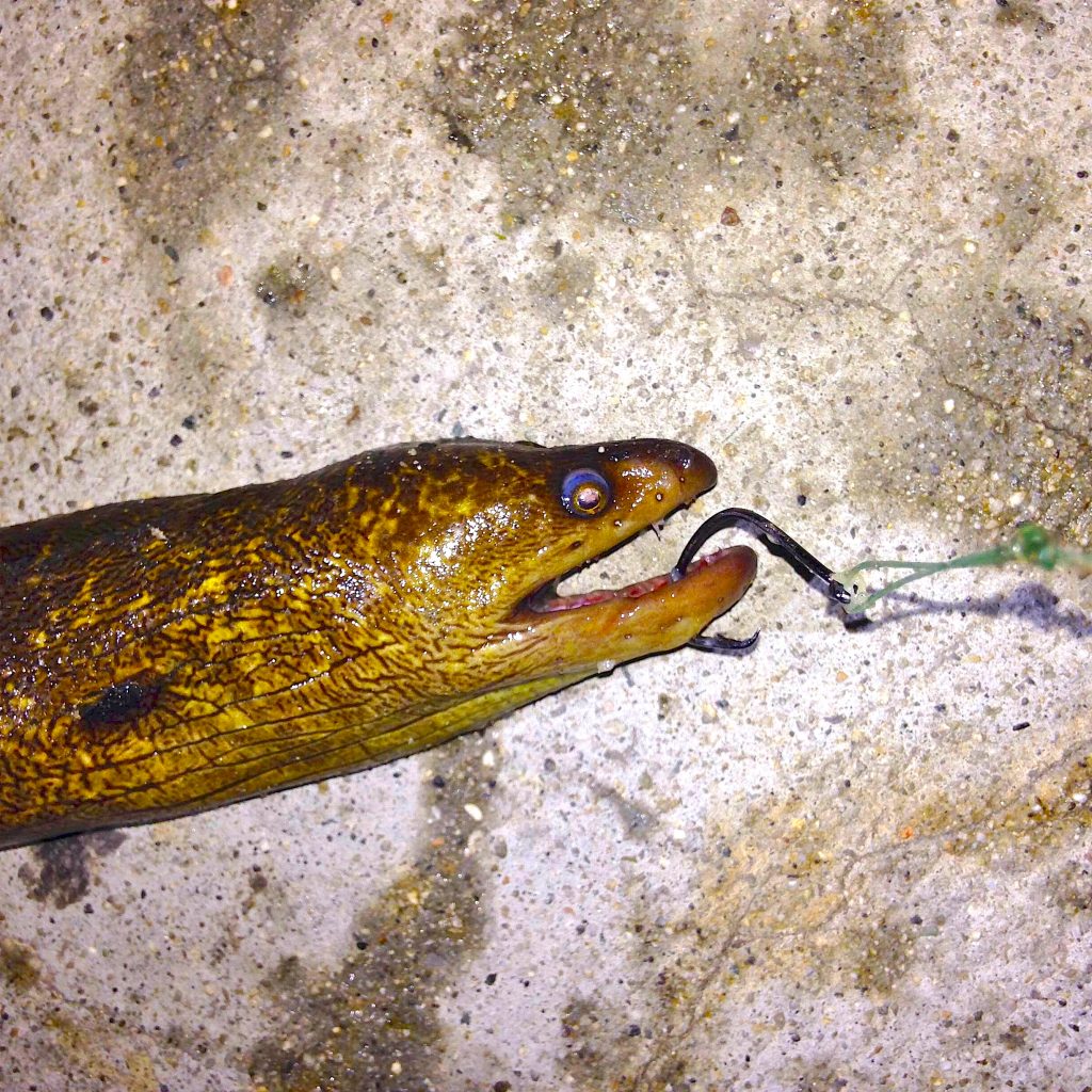 California Moray - Pier Fishing in California