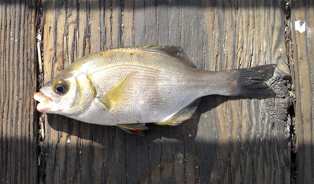 Rubberlip.Perch_SMP_2009_1 copy - Pier Fishing in California