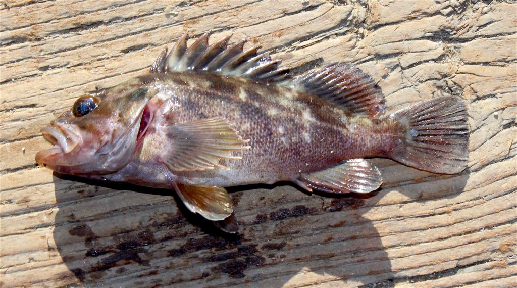 Agua Vista Pier — San Francisco - Pier Fishing in California