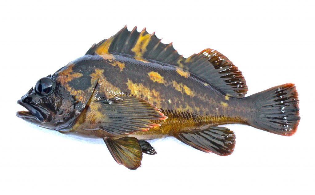 Rockfish Archives - Pier Fishing in California