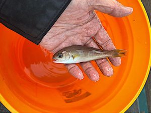 Ocean Whitefish - Pier Fishing in California