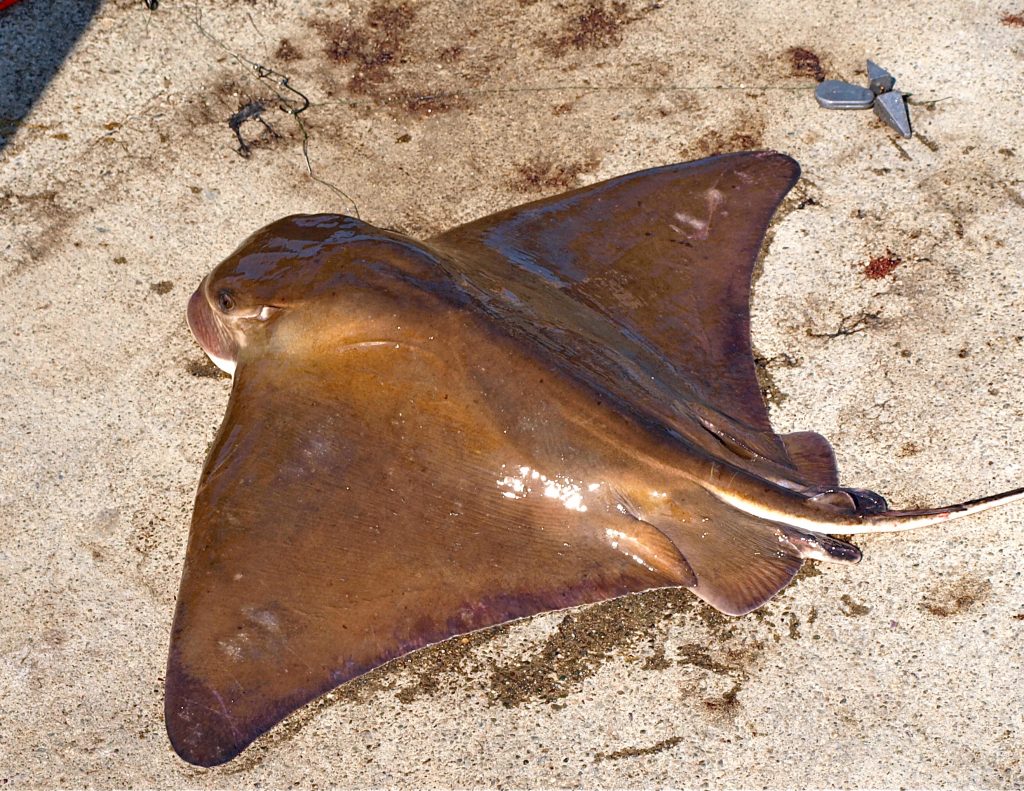 Paradise Beach Pier — Tiburon - Pier Fishing in California