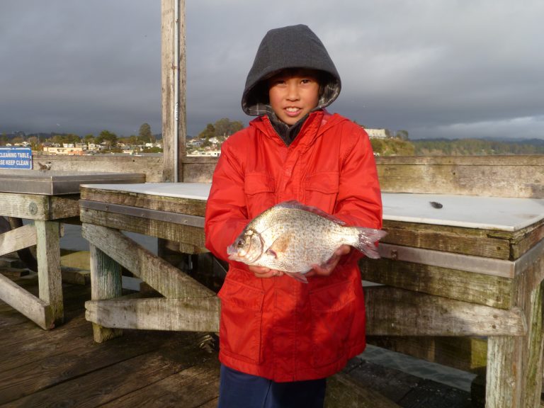 Calico Surfperch - Pier Fishing in California