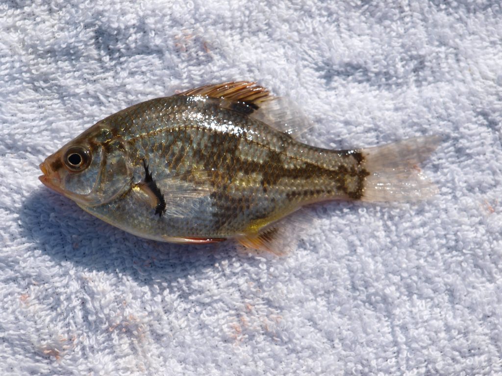 Paradise Cove Pier — Malibu - Pier Fishing in California