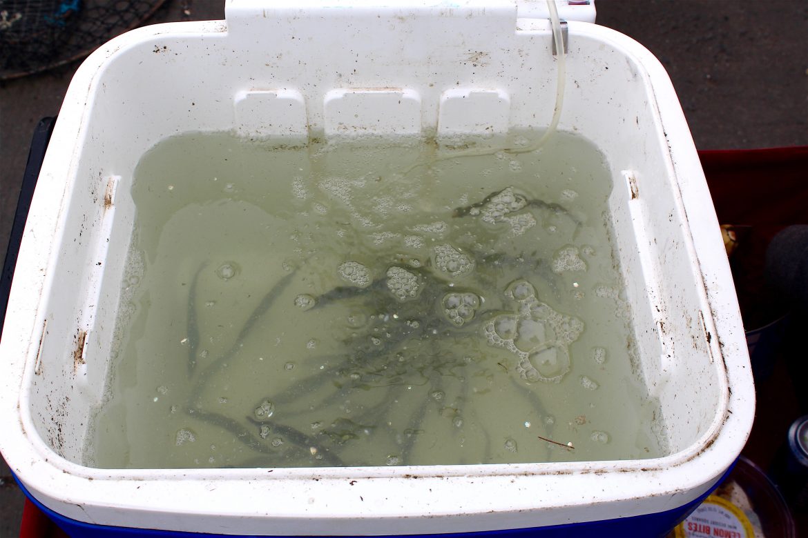 Ferry Point Pier — Richmond - Pier Fishing in California