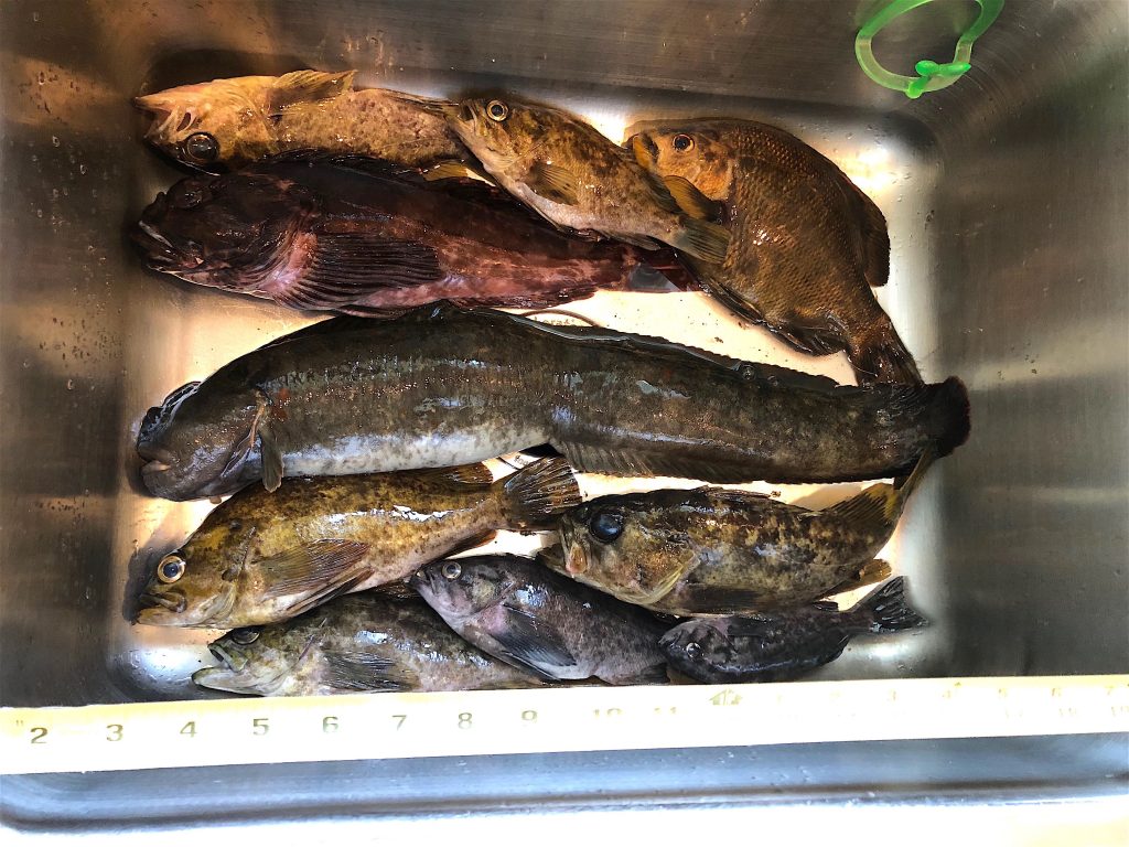 Fish.2_MCGP_Ted.Harada - Pier Fishing in California