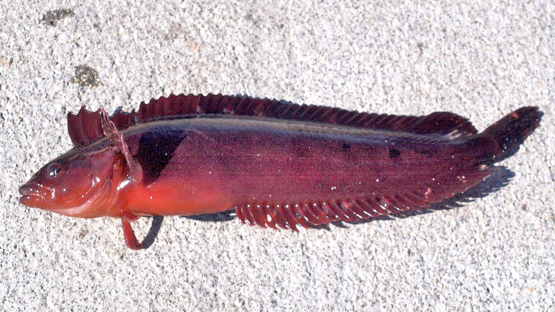 Monterey Coast Guard Pier aka Coast Guard Jetty - Pier Fishing in ...