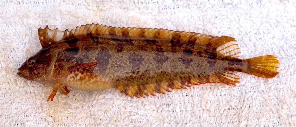 Oceanside Small Craft Harbor Fishing Pier - Pier Fishing in California