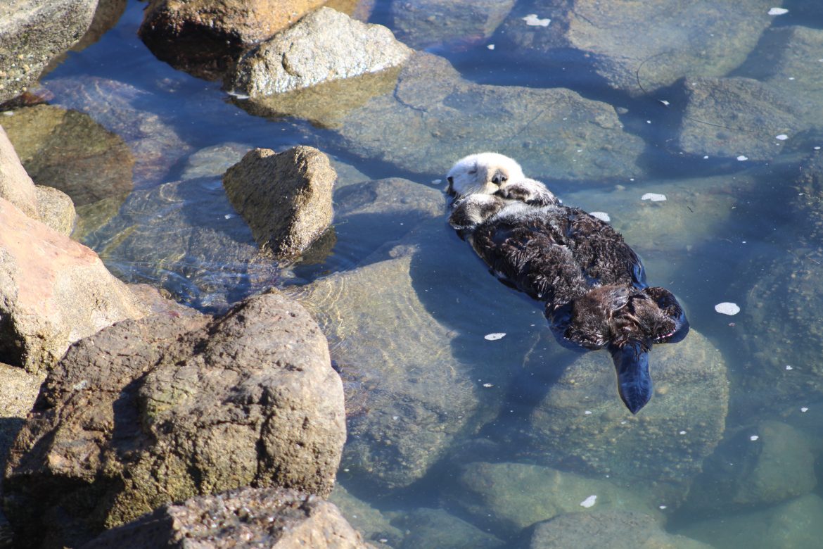 Morro Bay South T-Pier - Pier Fishing in California