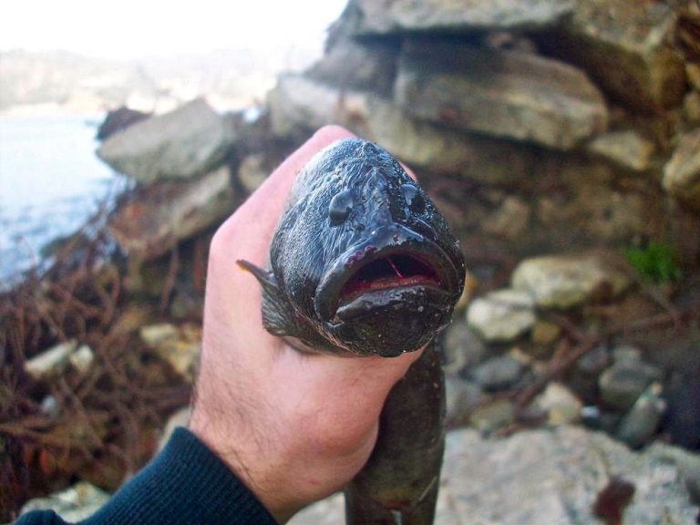 Monkeyface Prickleback - Pier Fishing in California