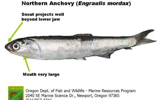 Northern Anchovy - Pier Fishing in California