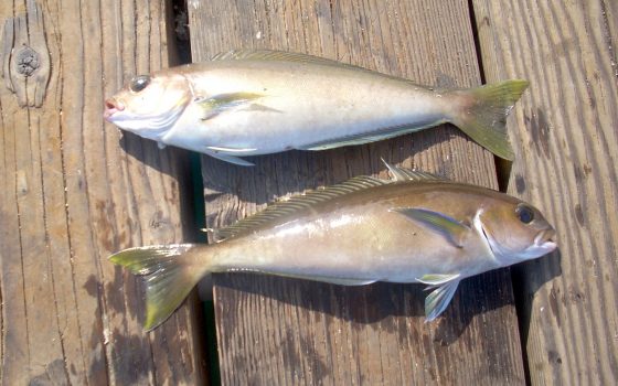 Ocean Whitefish - Pier Fishing in California