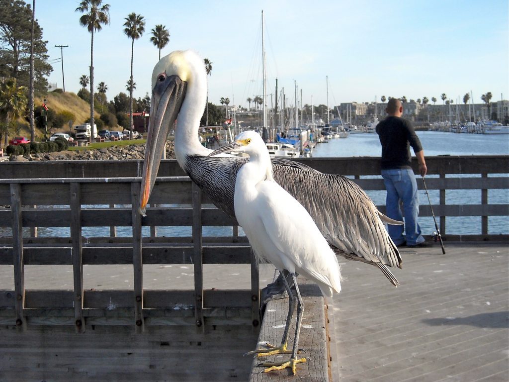 Oceanside.H_2009_Birds_3 - Pier Fishing in California