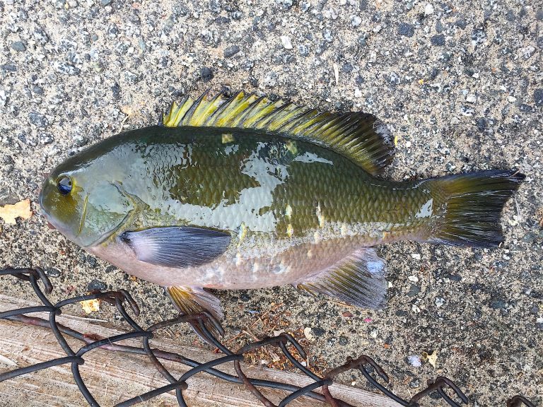 Opaleye.1_MCGP_Ted.Harada - Pier Fishing in California