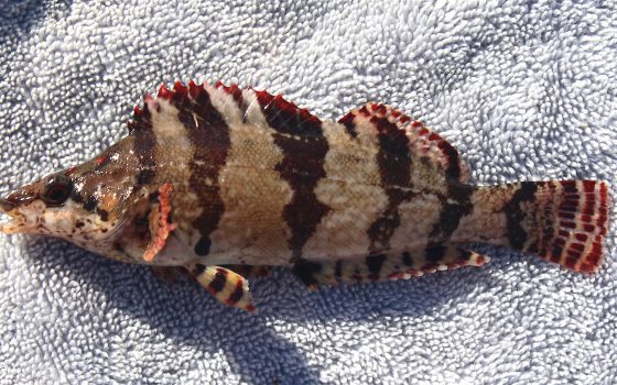 Painted Greenling - Pier Fishing in California