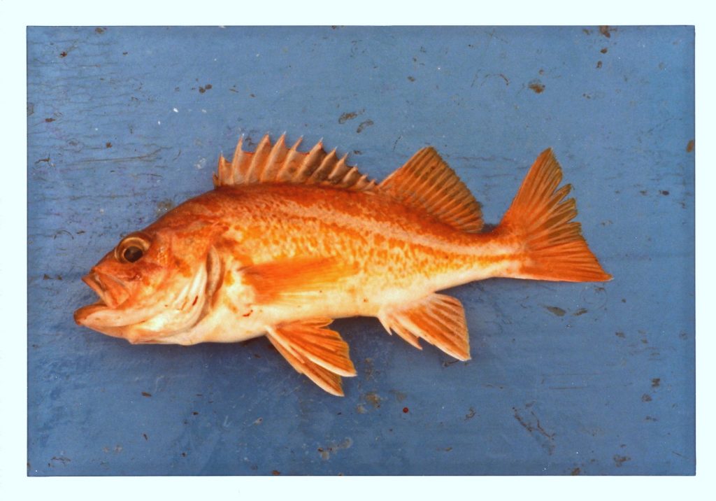 Rockfish.2_1978.8_Santa.Cruz - Pier Fishing in California