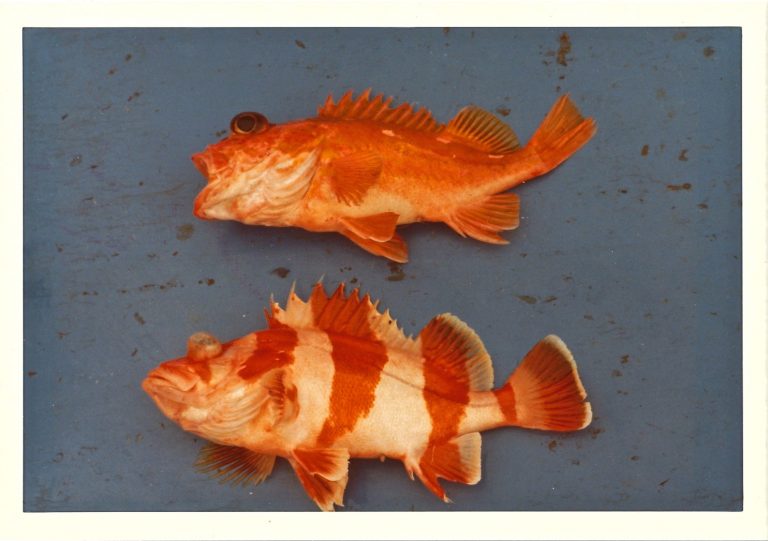 Rockfish.3_1978.8_Santa.Cruz - Pier Fishing in California