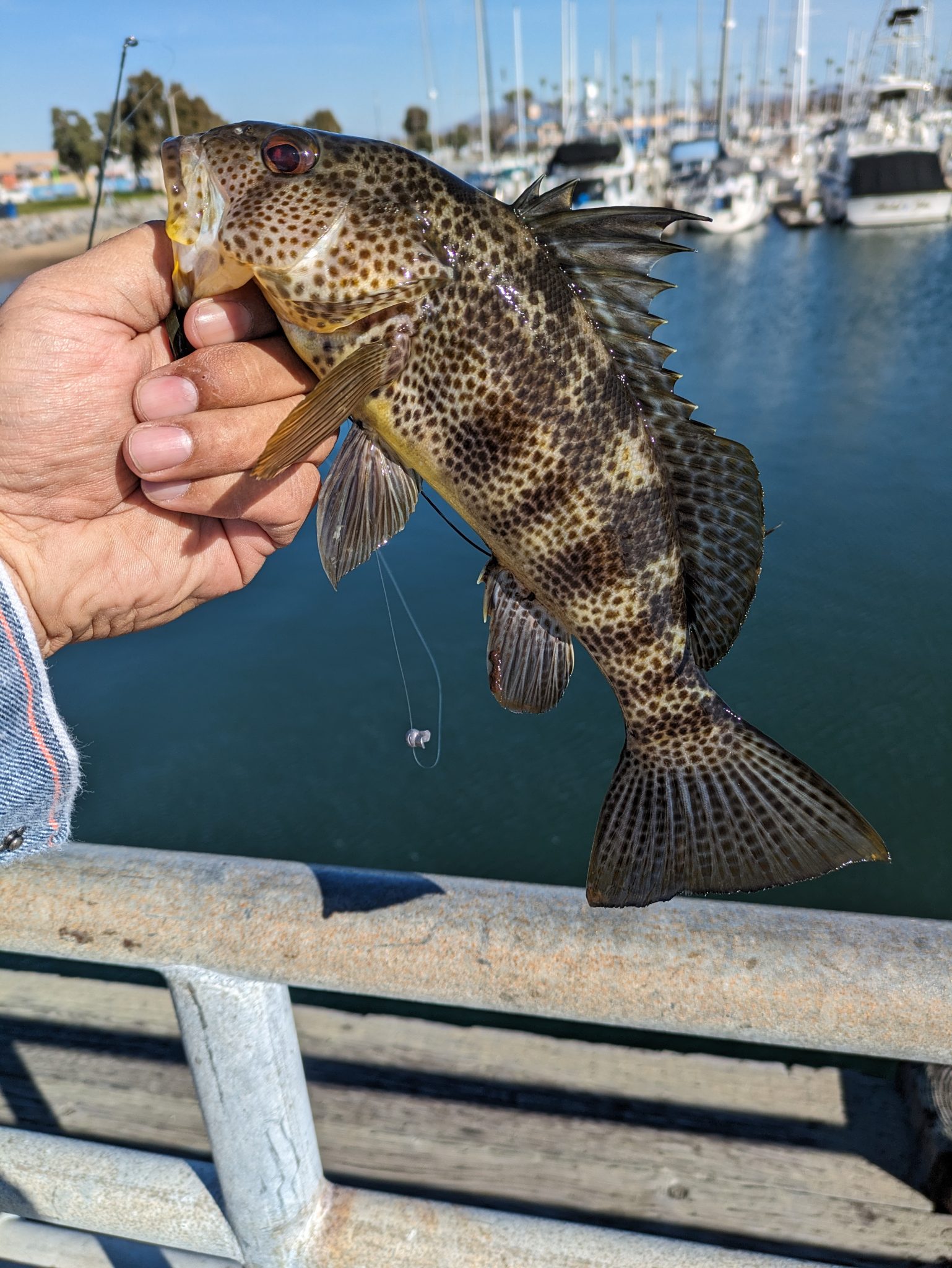 Bayside Park Pier — Chula Vista - Pier Fishing in California