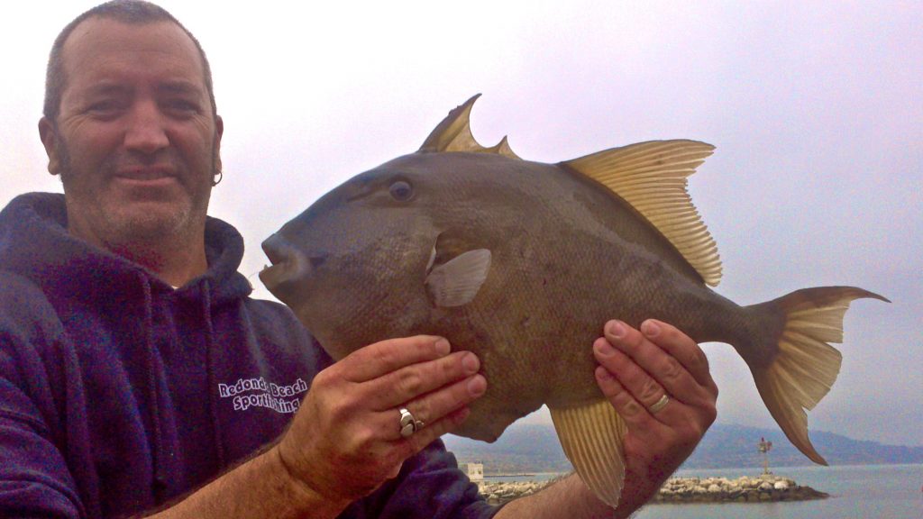 Finescale Triggerfish - Pier Fishing in California