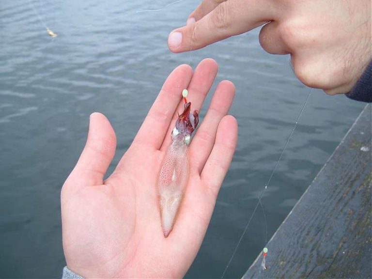Monterey Municipal Wharf #2 - Pier Fishing in California