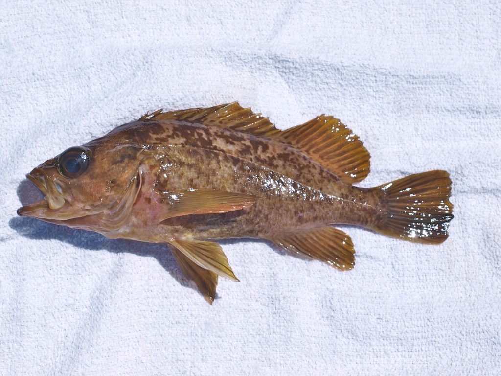 OLYMPUS DIGITAL CAMERA - Pier Fishing in California