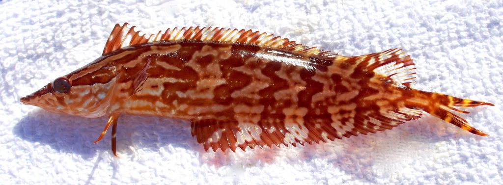Cabrillo Mole — Avalon, Catalina Island - Pier Fishing in California