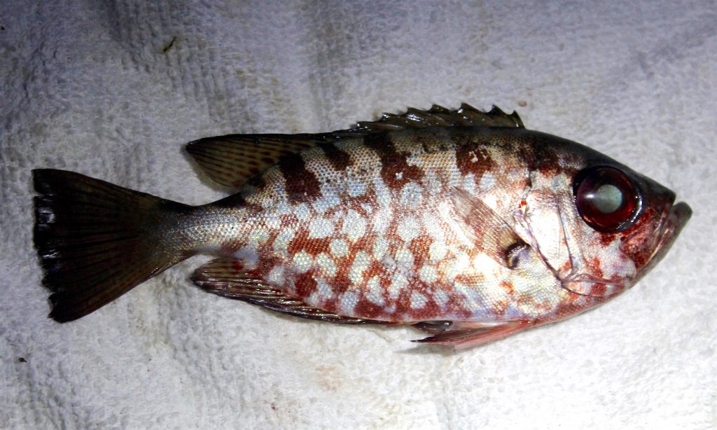 Cabrillo Mole — Avalon, Catalina Island - Pier Fishing in California