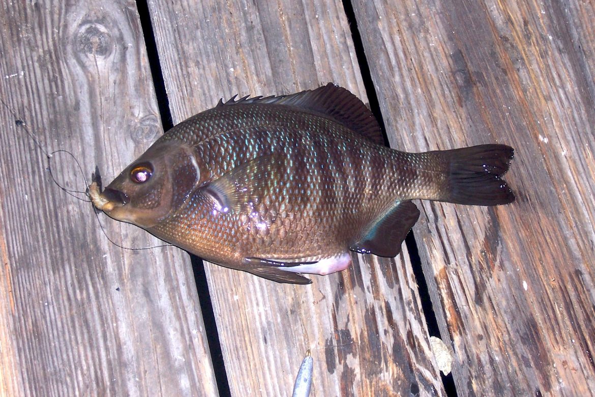 Shoreline Aquatic Park Piers — Long Beach - Pier Fishing in California