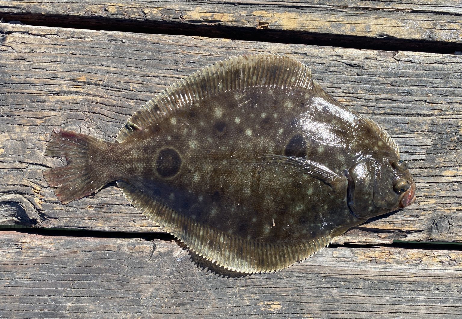 Shoreline Aquatic Park Piers — Long Beach - Pier Fishing in California