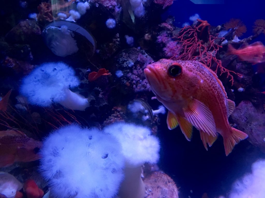 Shoreline Aquatic Park Piers — Long Beach - Pier Fishing in California