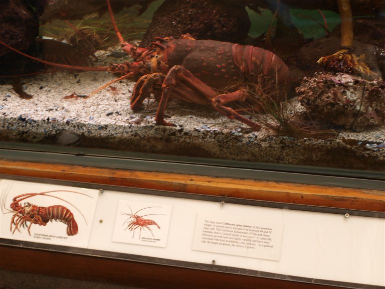 Cabrillo Pier — San Pedro - Pier Fishing in California