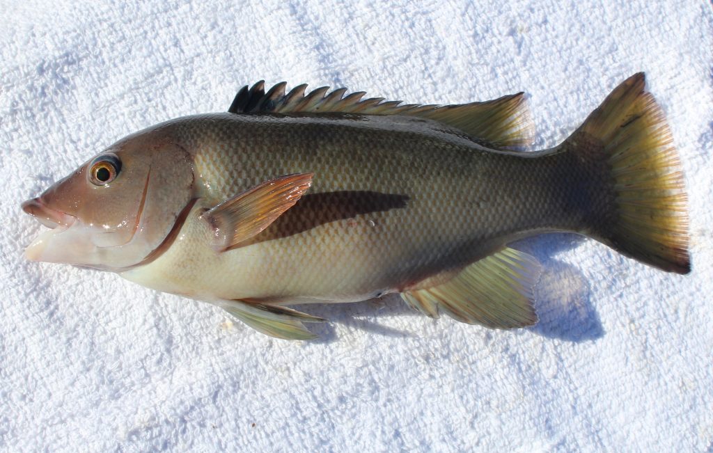 Green Pleasure Pier — Avalon, Catalina Island - Page 2 of 6 - Pier ...