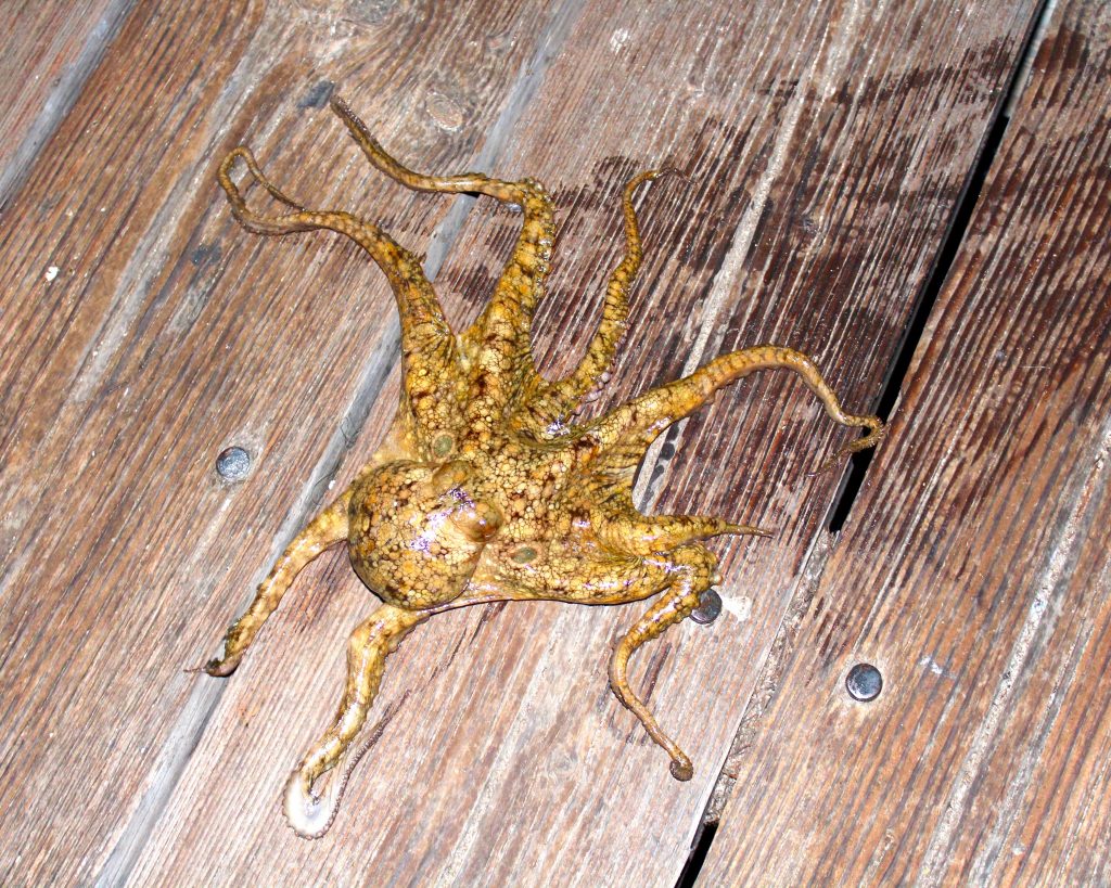 Cat_2017.12_Two-spot.Octopus.1 - Pier Fishing in California