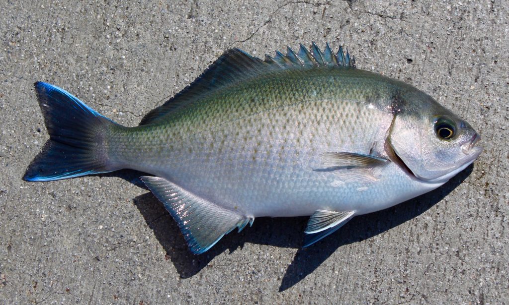 Redondo Beach Pier - Pier Fishing in California