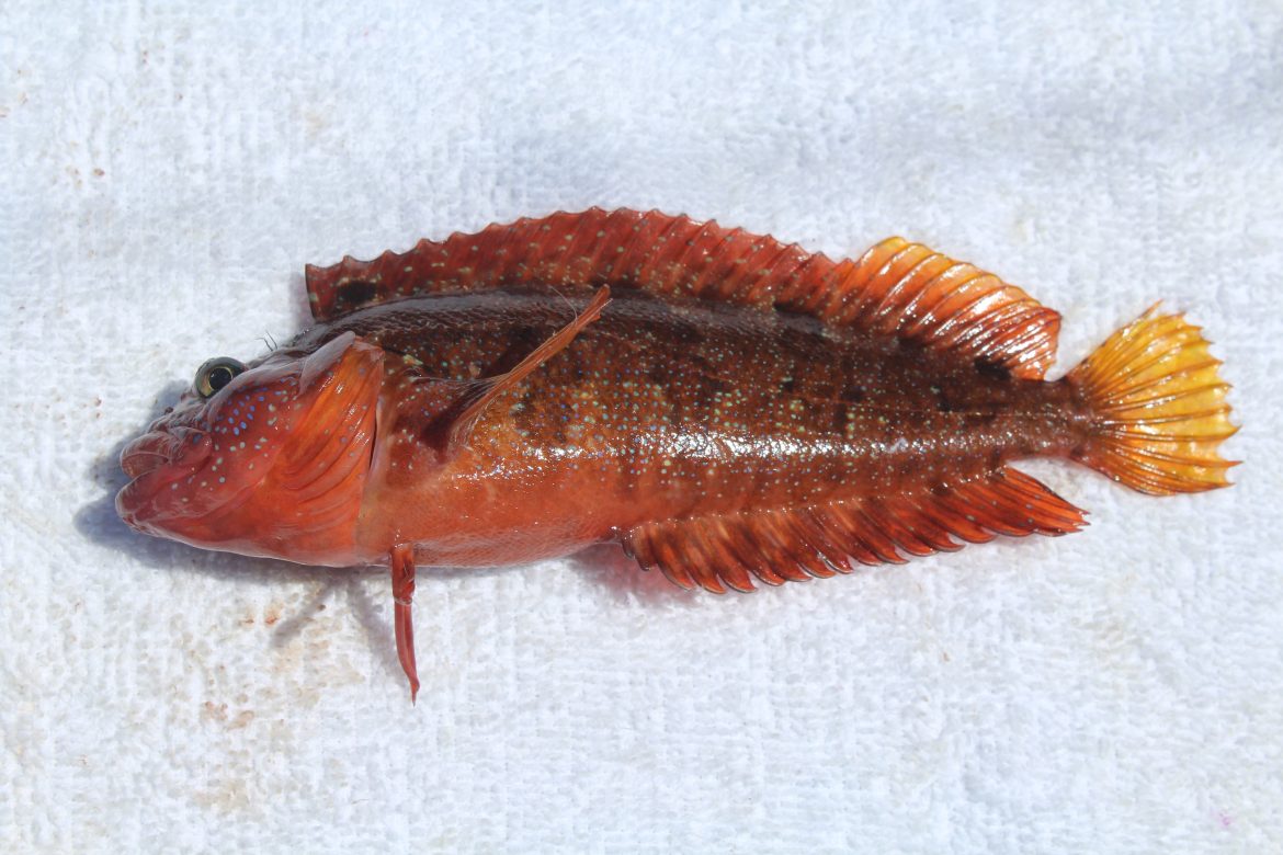 Cat_2017.6_Mole_Largemouth.Blenny2.1 - Pier Fishing in California