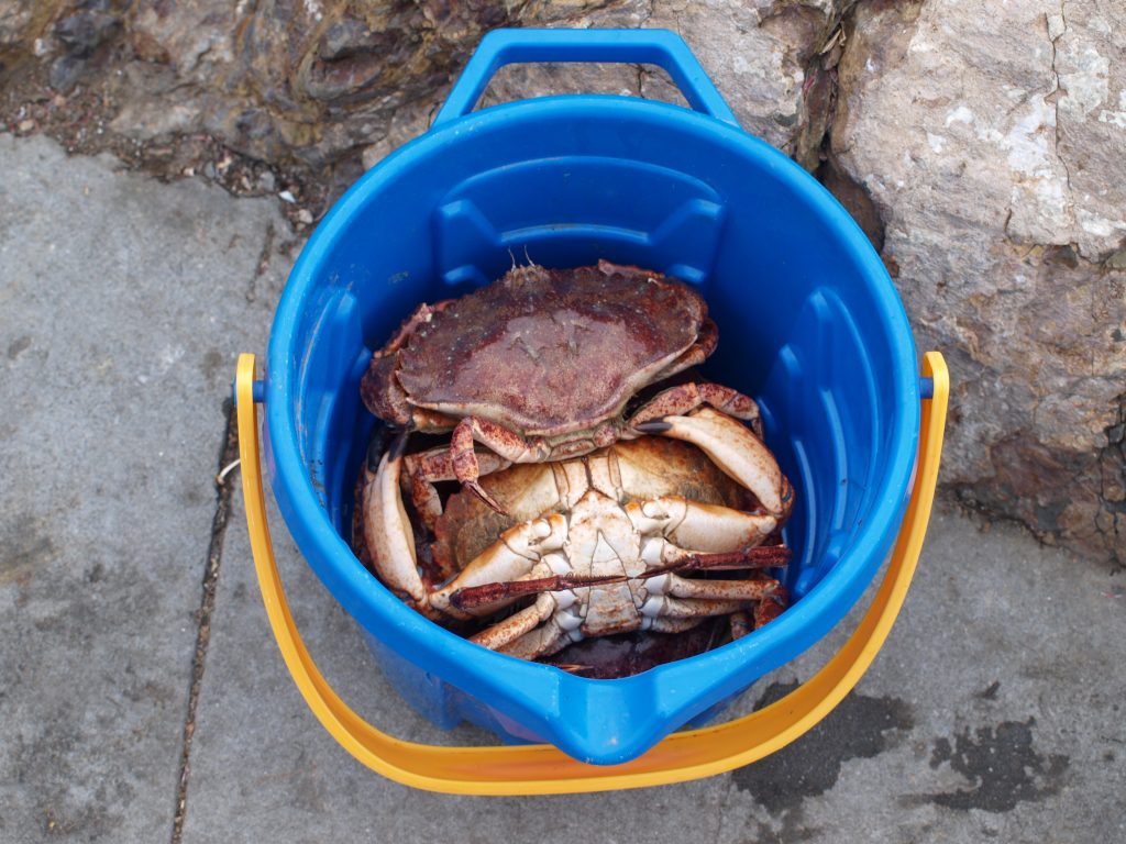 Rock Crab aka Brown Rock Crab and Pacific Rock Crab - Pier Fishing in ...