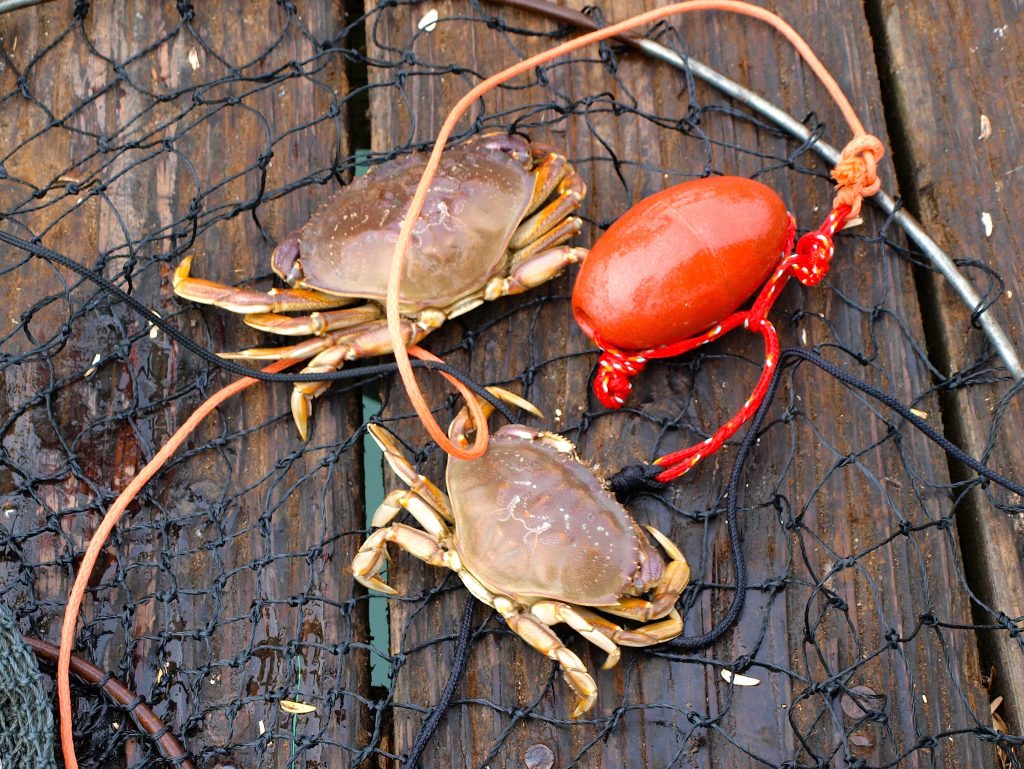 Dungeness Crab - Pier Fishing in California