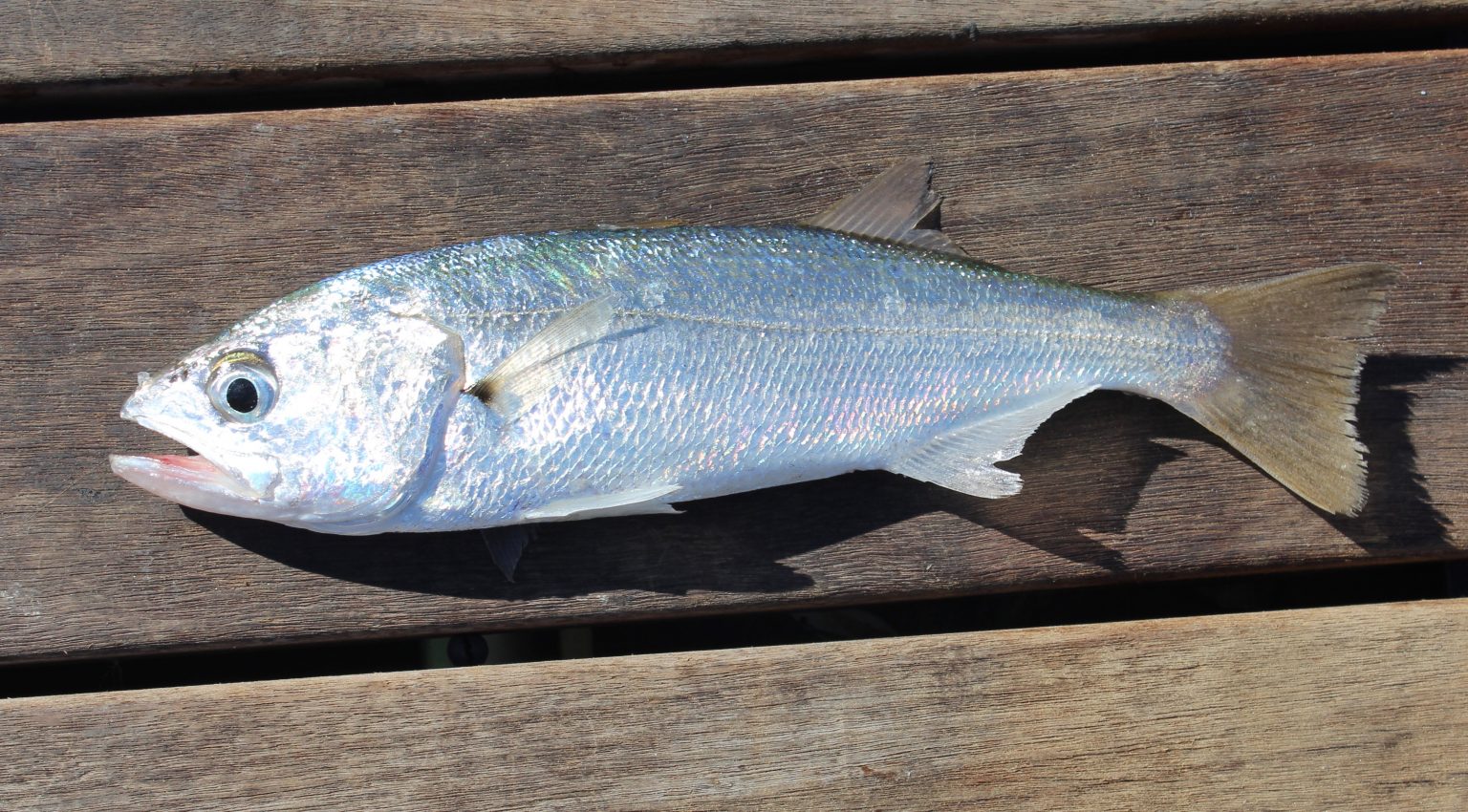 Pier J Fishing Pier(s) — Long Beach - Pier Fishing in California