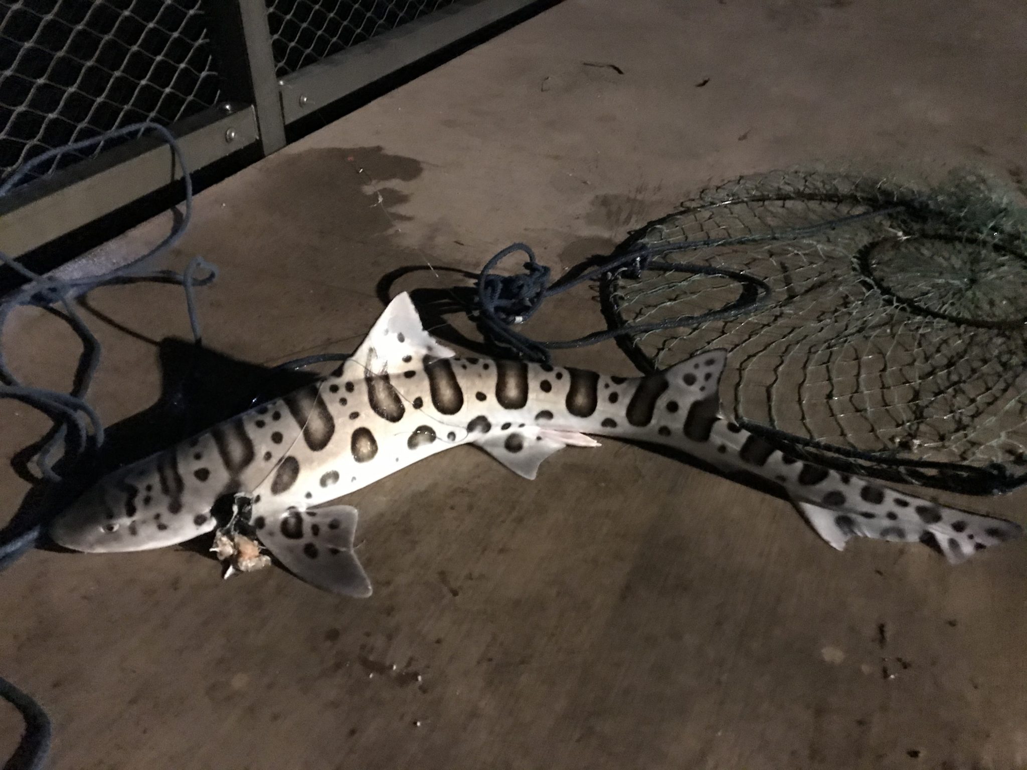 Leopard.Shark_John.Sutter.P_2020.10_RedFish.1 - Pier Fishing in California