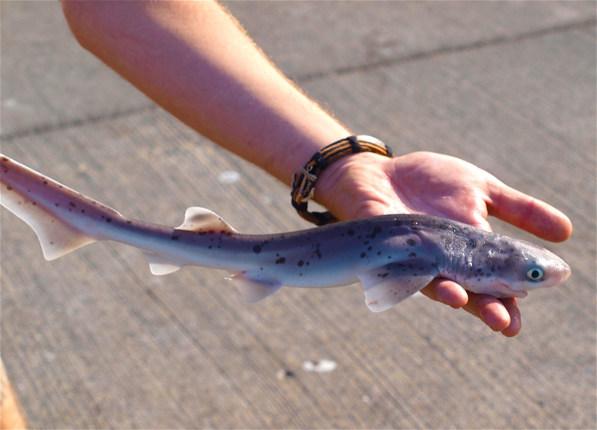 Broadnose Sevengill Shark - Pier Fishing in California