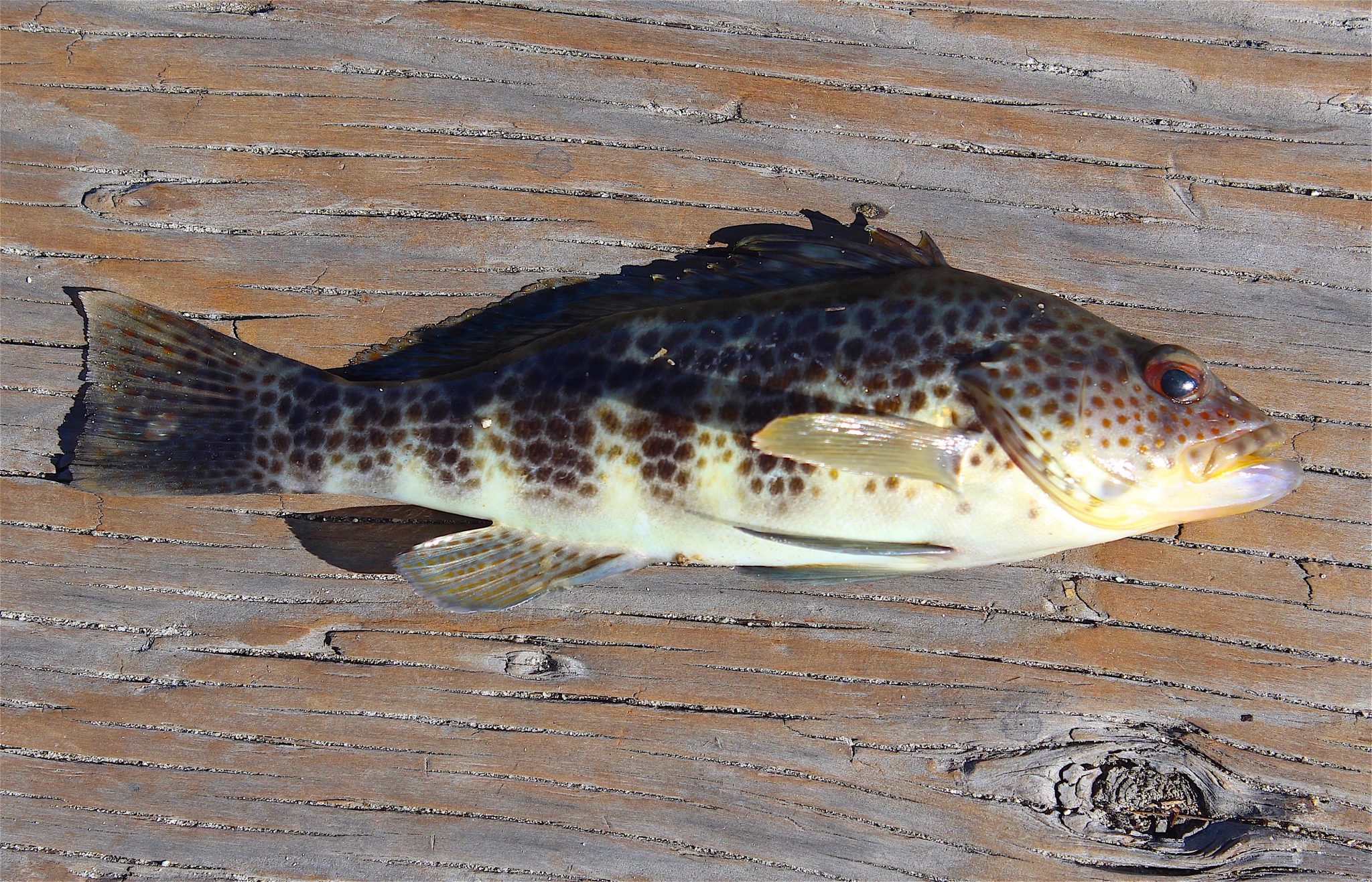 Spotted Sand Bass aka Bay Bass - Pier Fishing in California